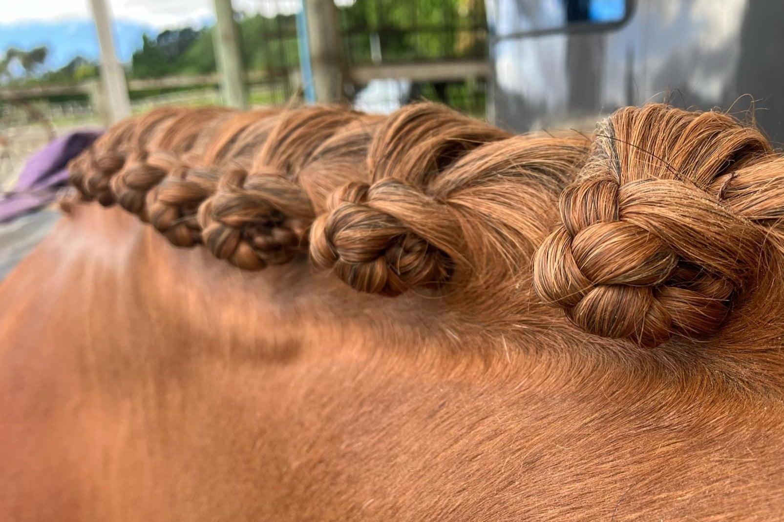 Turnout & Showing – Equi-Smart