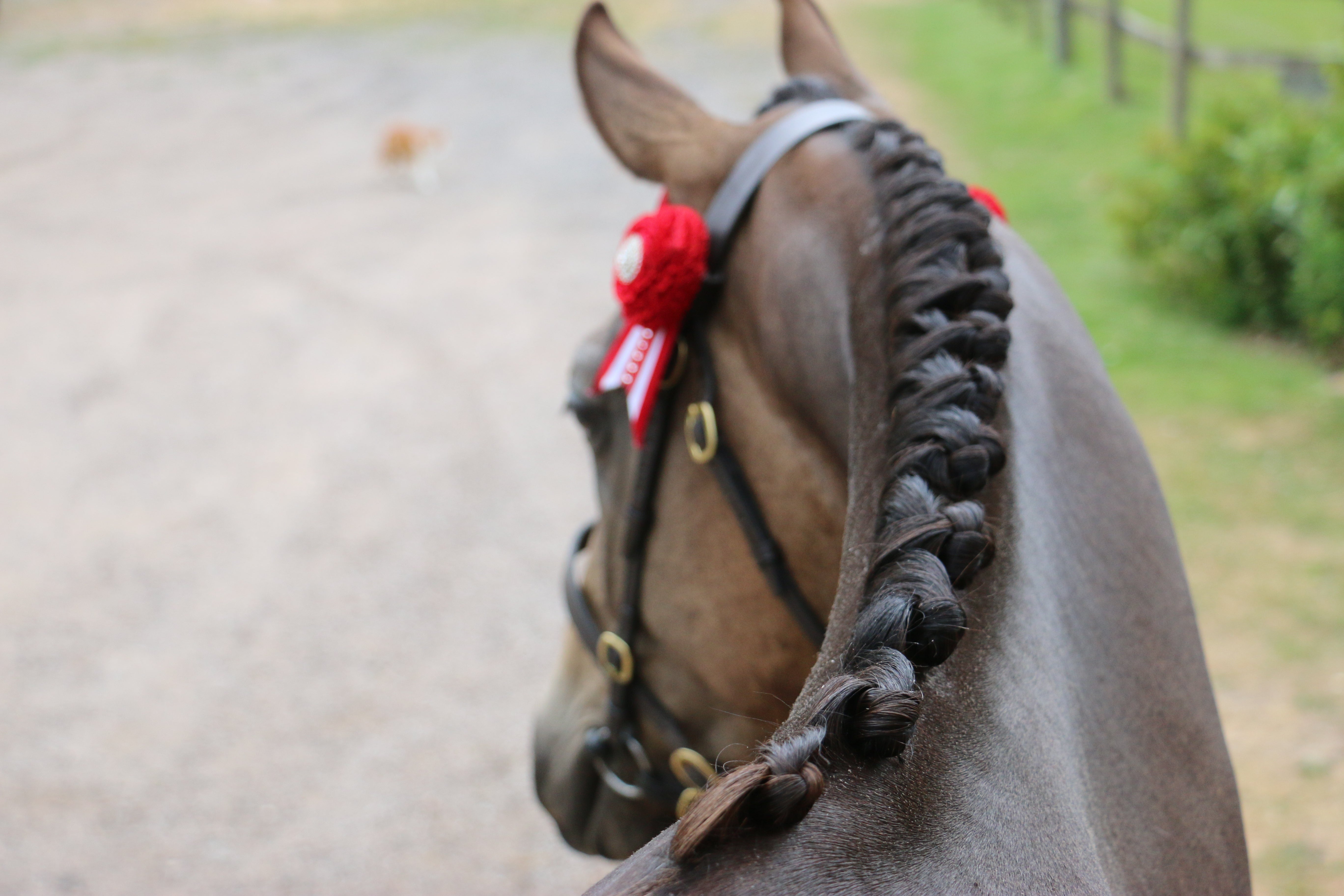 Plaiting – Equi-Smart
